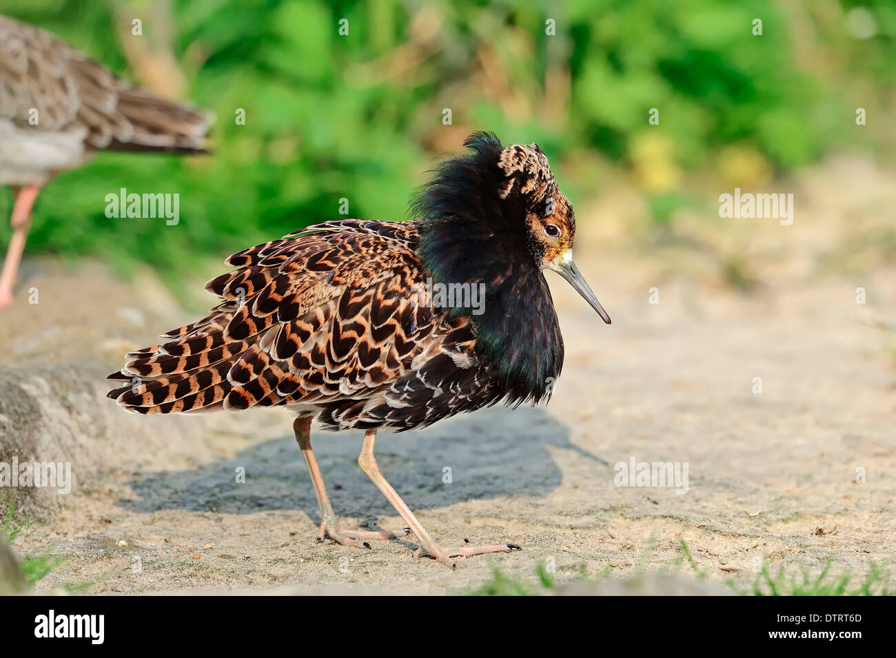 Ruff hi-res stock photography and images - Alamy