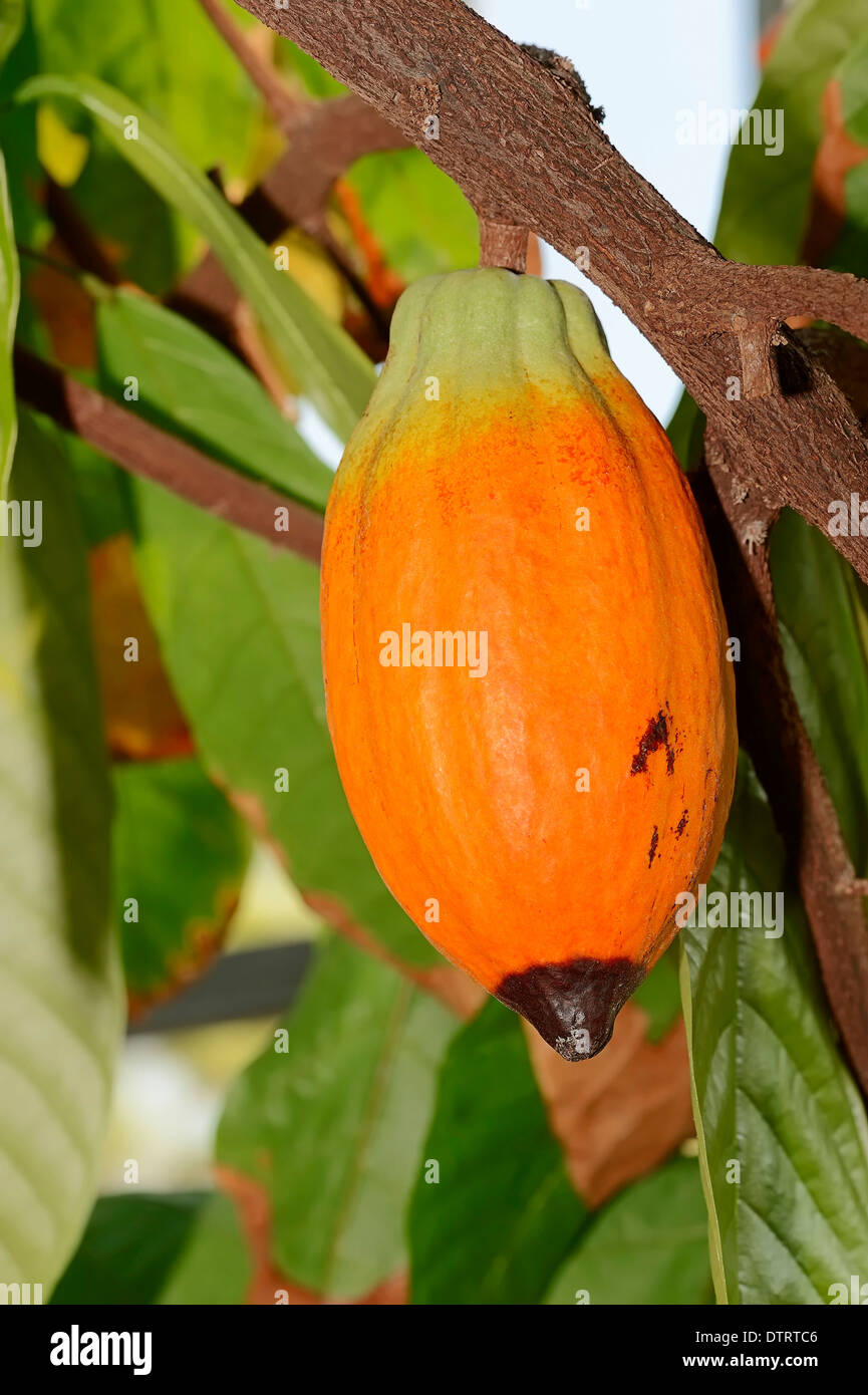Cacao tree, fruit / (Theobroma cacao) / Cocoa tree Stock Photo - Alamy