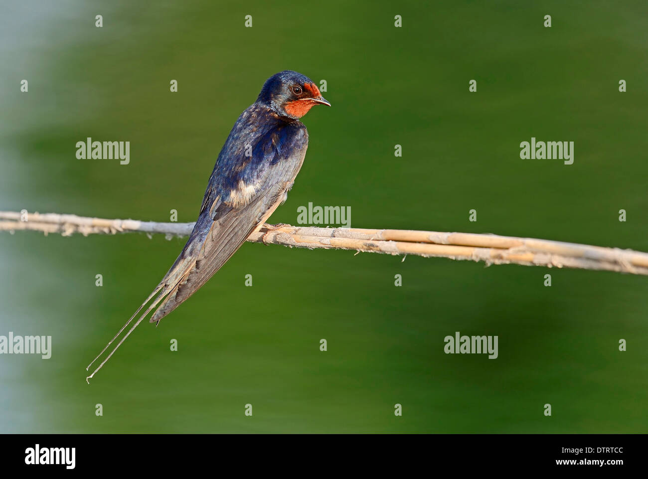 Barn swallow images hi-res stock photography and images - Alamy
