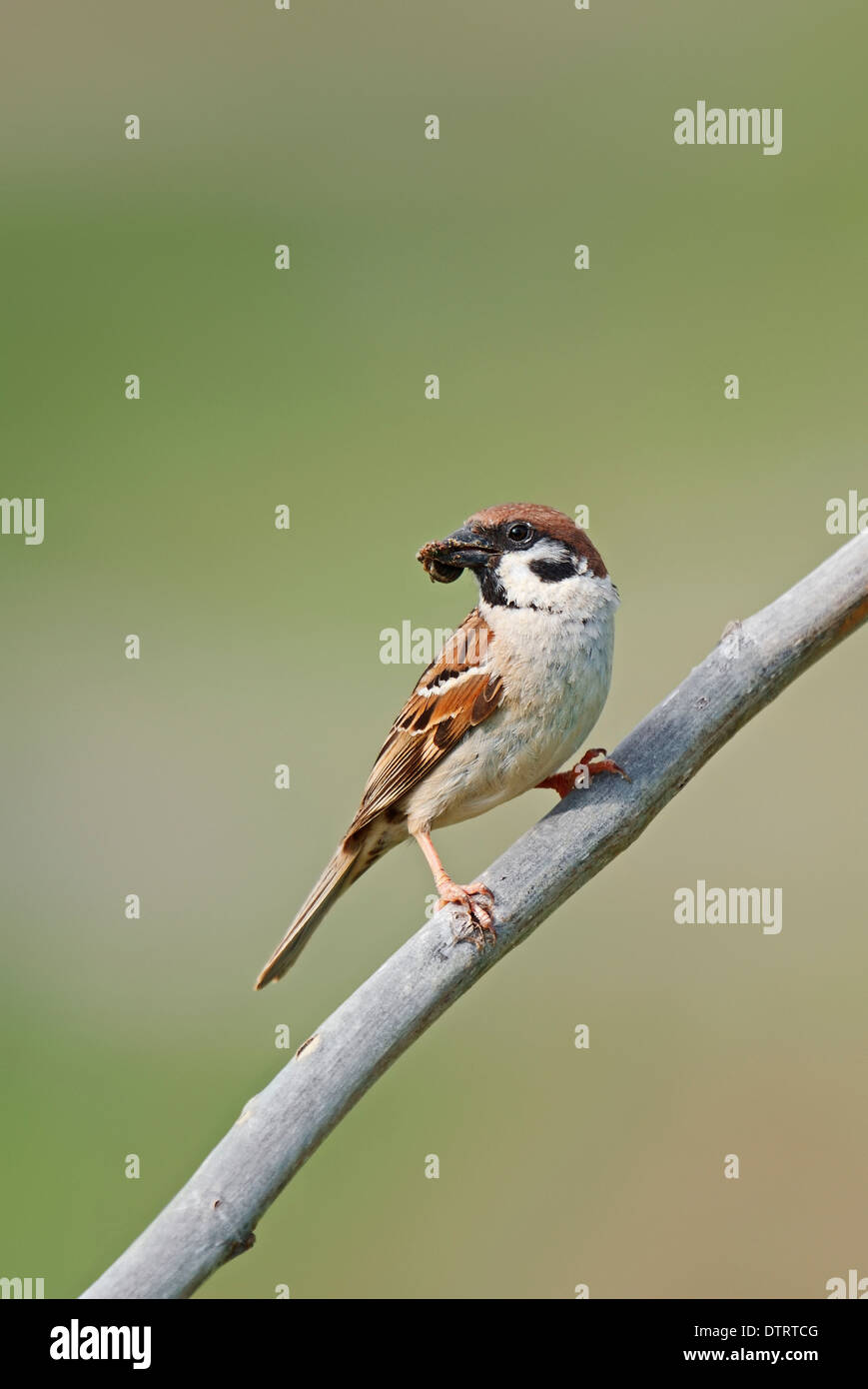 Tree Sparrow, Greece / (Passer montanus Stock Photo - Alamy