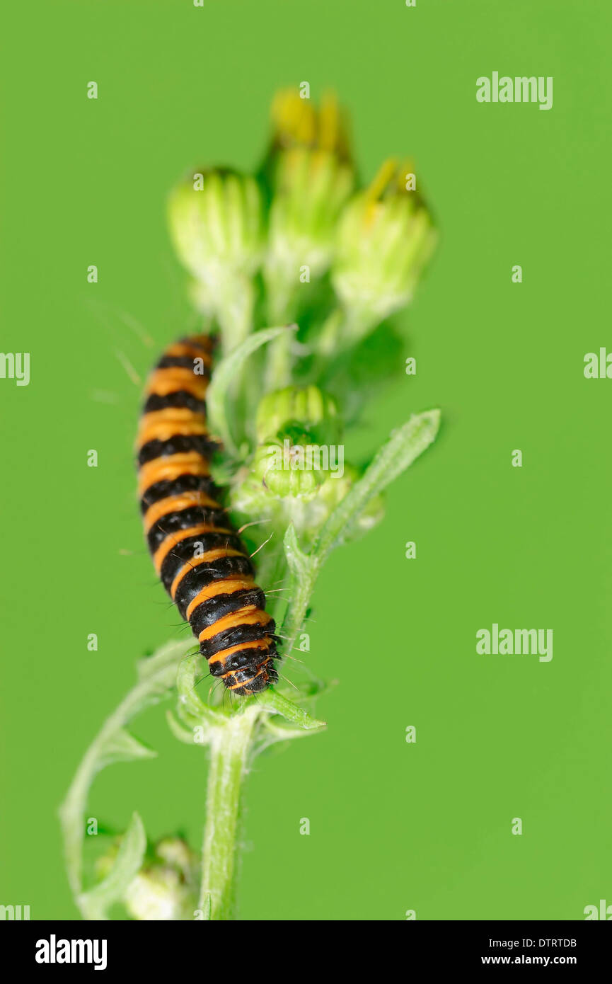 Cinnabar Moth, caterpillar, North Rhine-Westphalia, Germany / (Tyria ...