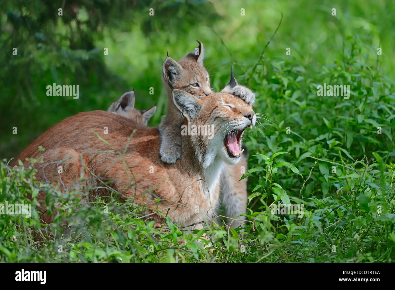 European Lynx, female with cubs / (Lynx lynx Stock Photo - Alamy