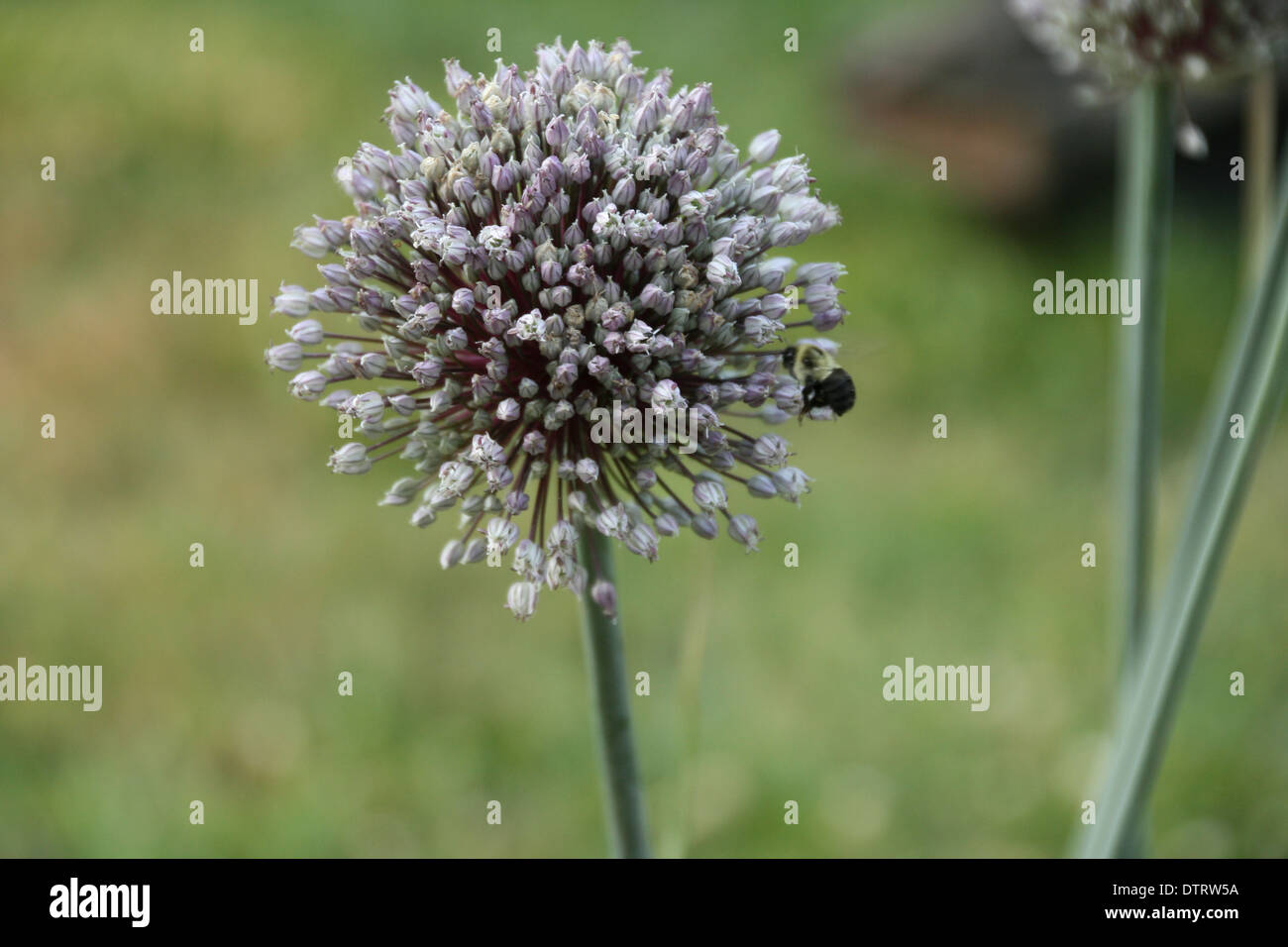 bees on a round allium flower bloom Stock Photo - Alamy
