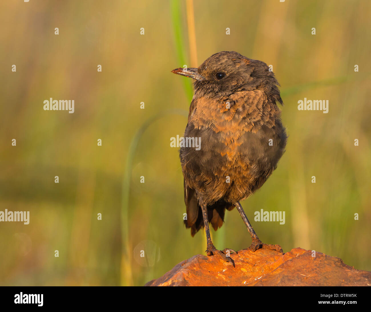 Brown rock chat bird hi-res stock photography and images - Alamy