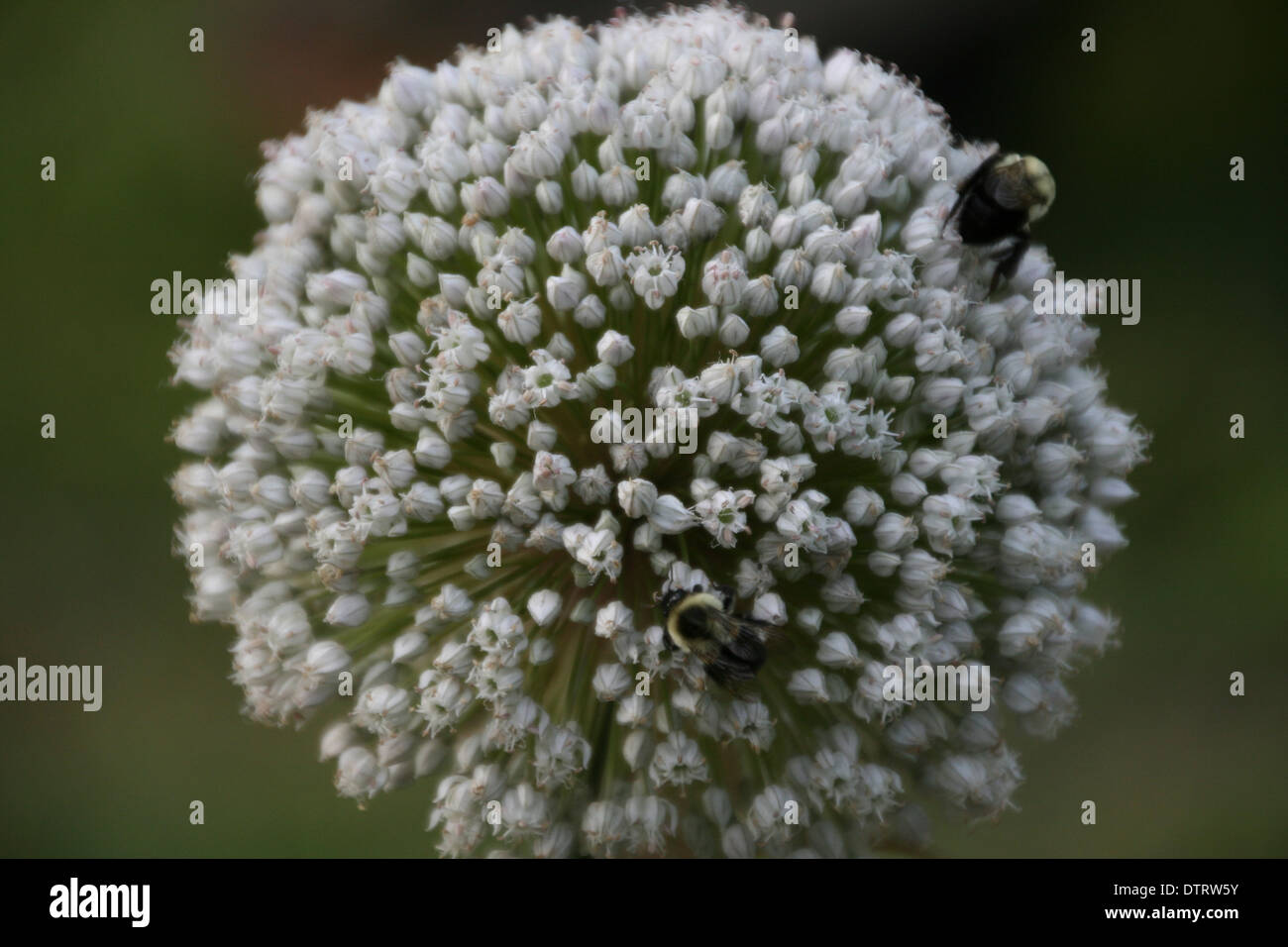 Allium sativum bloom hi-res stock photography and images - Alamy