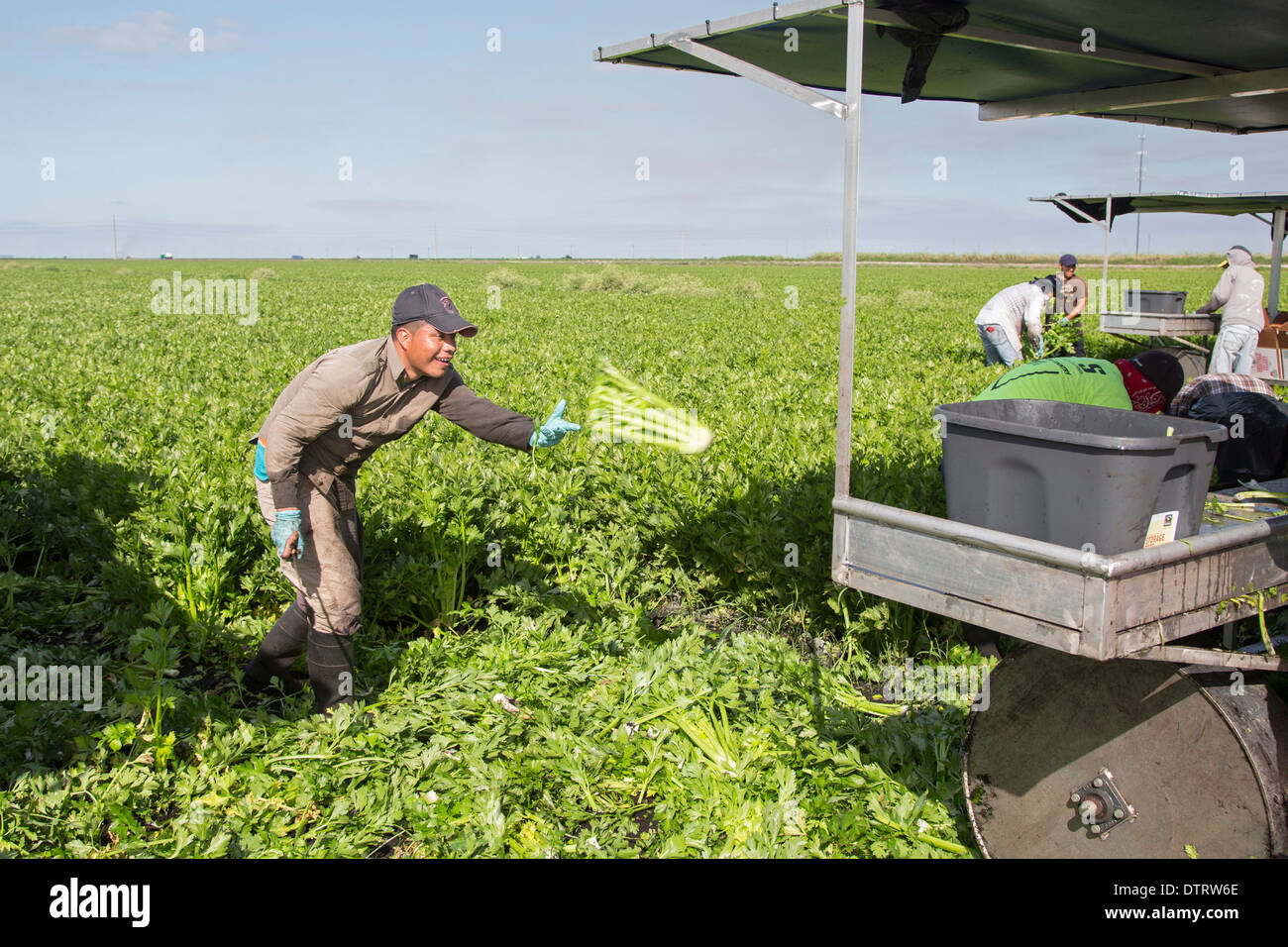 Farmworkers celery hi-res stock photography and images - Alamy
