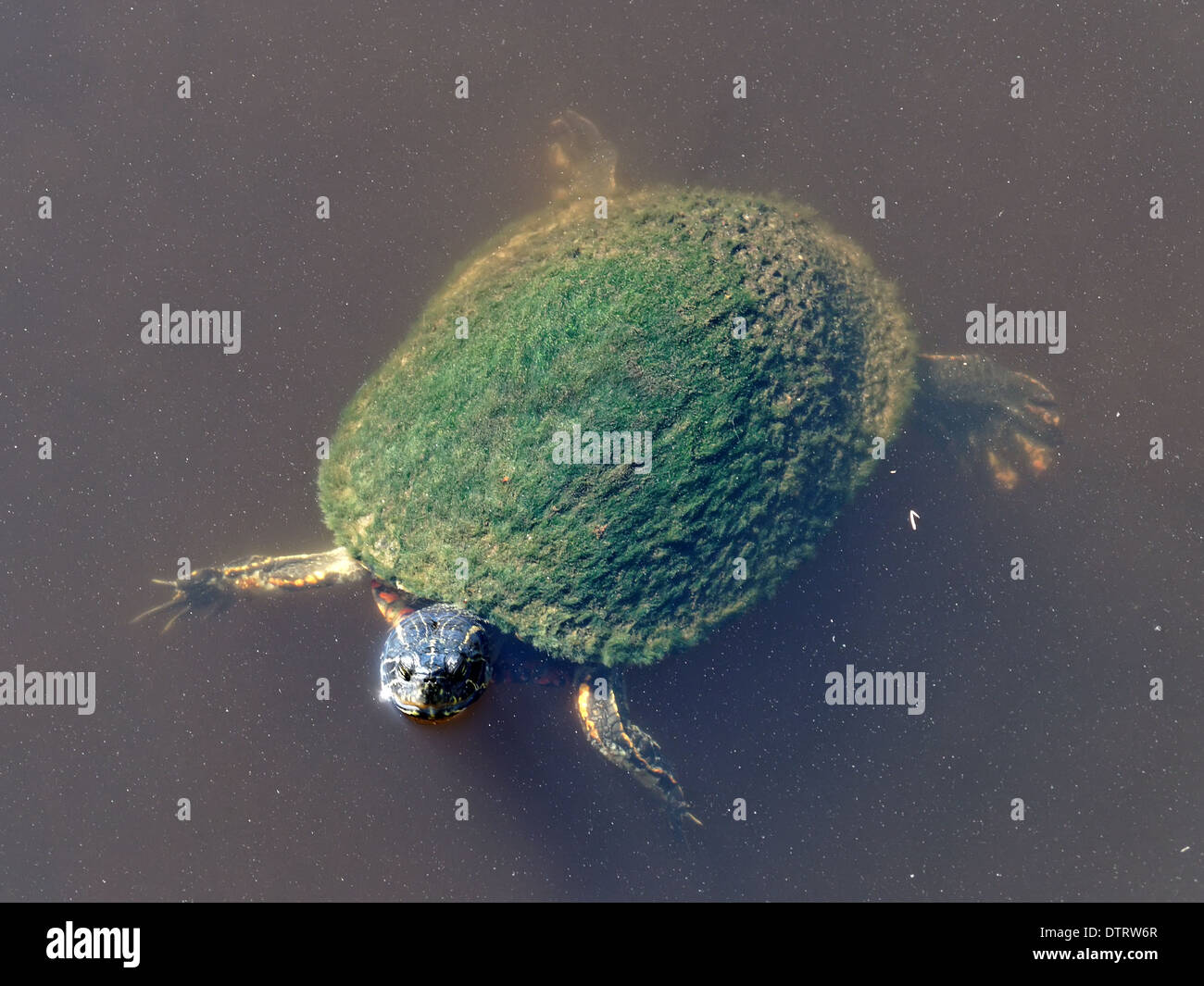 Peninsula Cooter Turtle, with shell covered in green algae, swimming in ...
