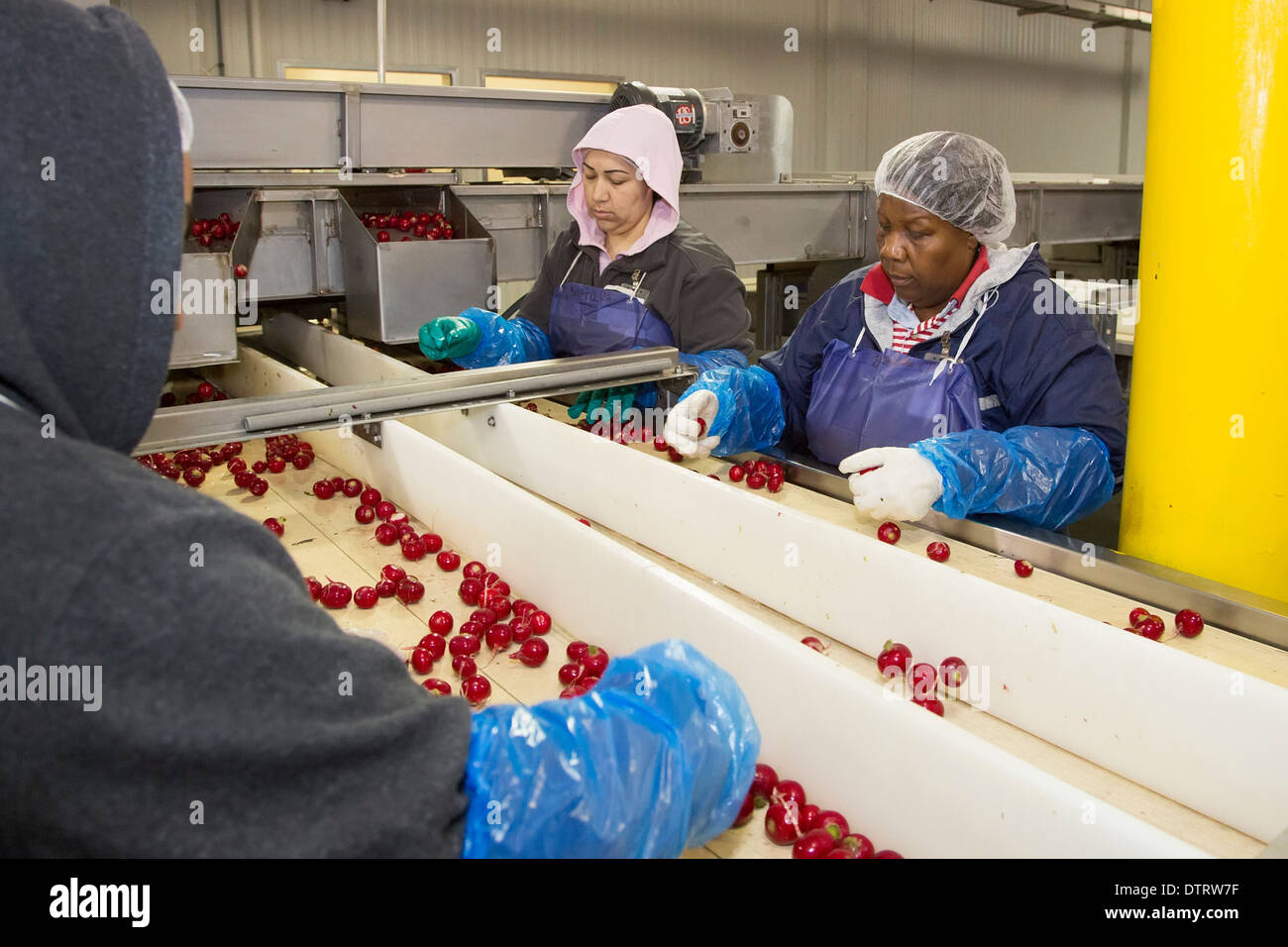 Packinghouse workers hi-res stock photography and images - Alamy