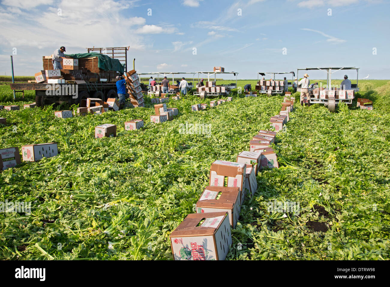Belle Glade, Florida - Workers harvest celery at Roth Farms Stock Photo ...