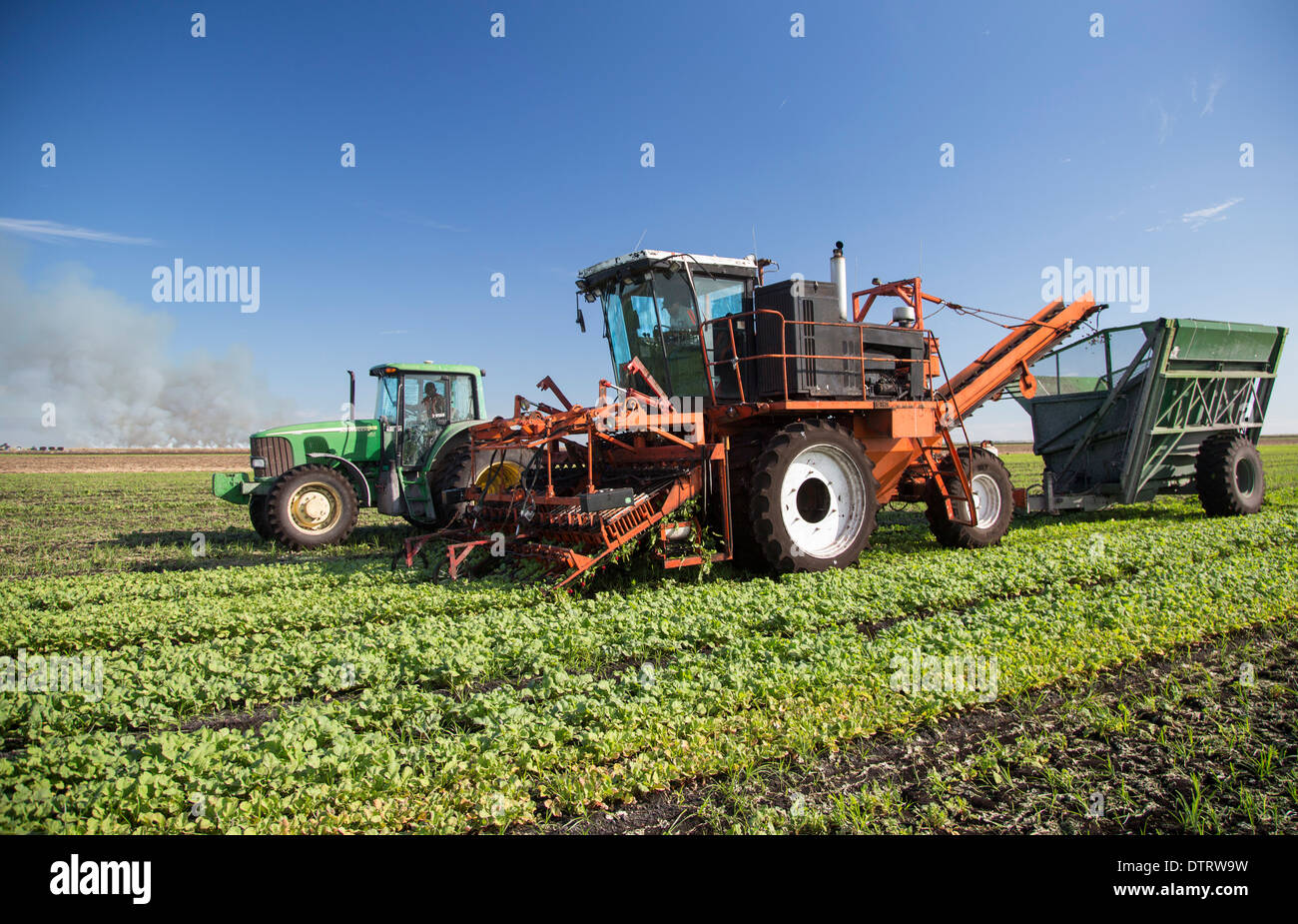 Florida Radish Harvest Stock Photo - Alamy