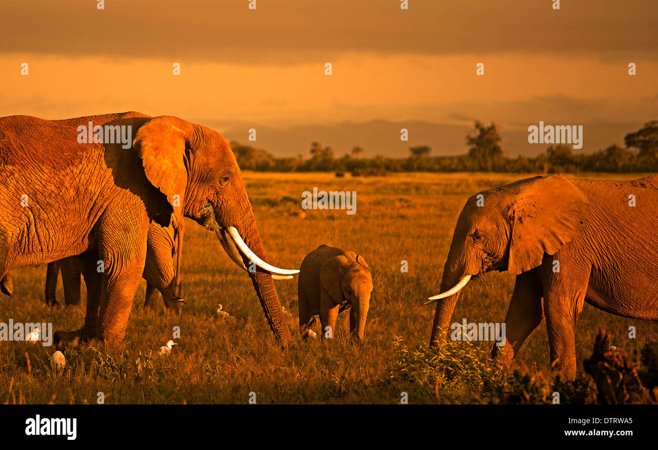Elephant family hi-res stock photography and images - Alamy