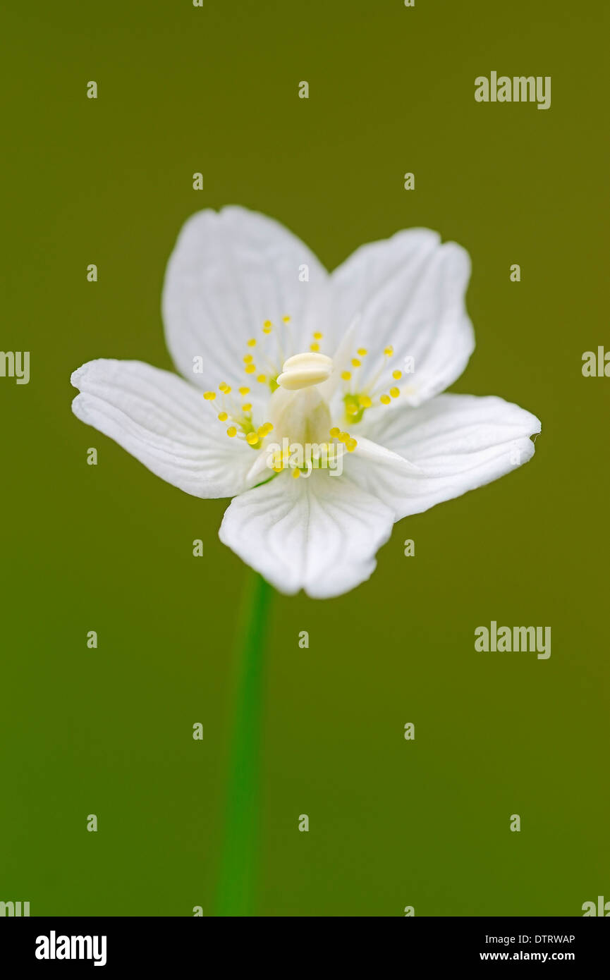 Parnassus grass hi-res stock photography and images - Alamy