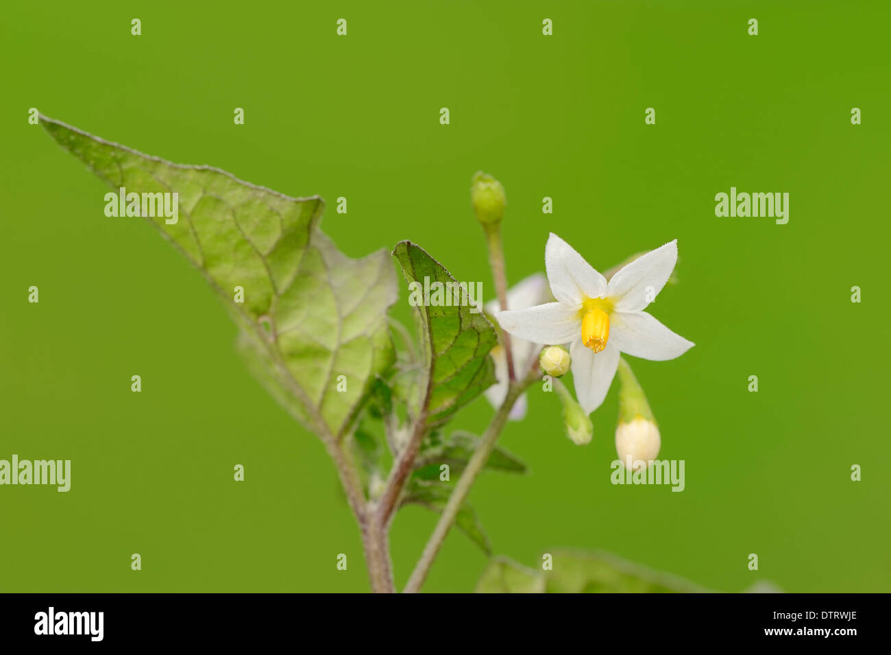 Black Nightshade North Rhine-Westphalia Germany / (Solanum nigrum ...
