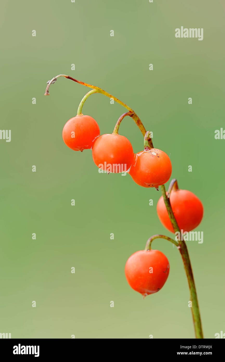 Lily Of The Valley Berries