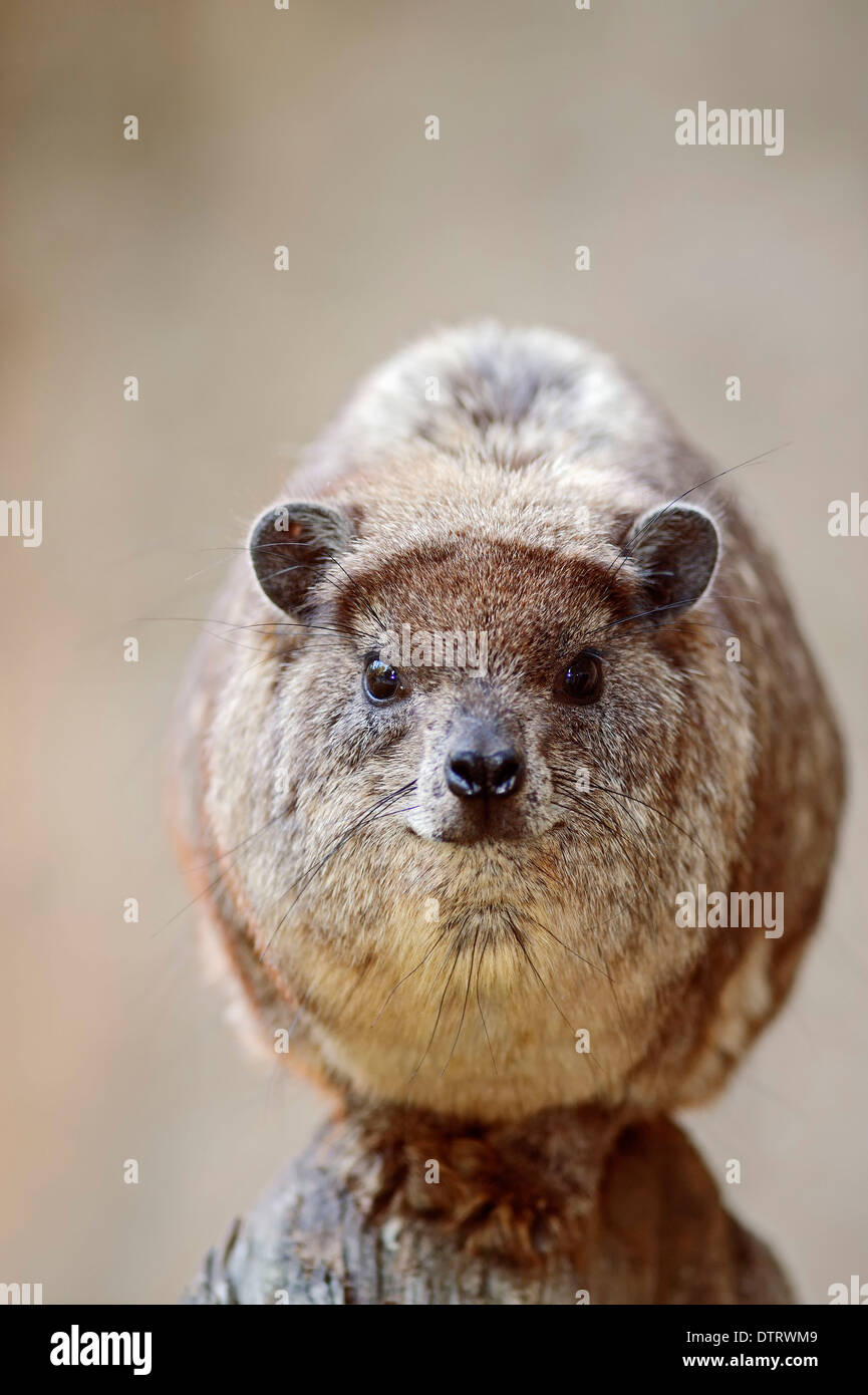 Common Rock Hyrax / (Procavia capensis) / Cape Hyrax Stock Photo - Alamy