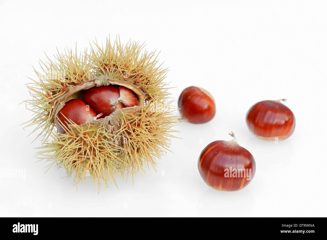 European chestnut castanea sativa hi-res stock photography and images ...