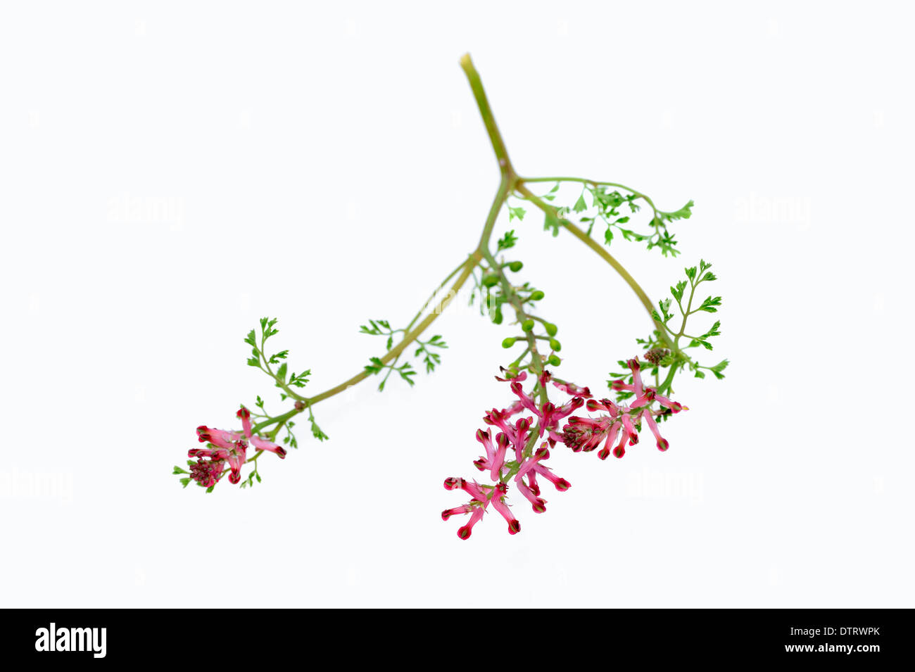 Earth smoke plants hi-res stock photography and images - Alamy