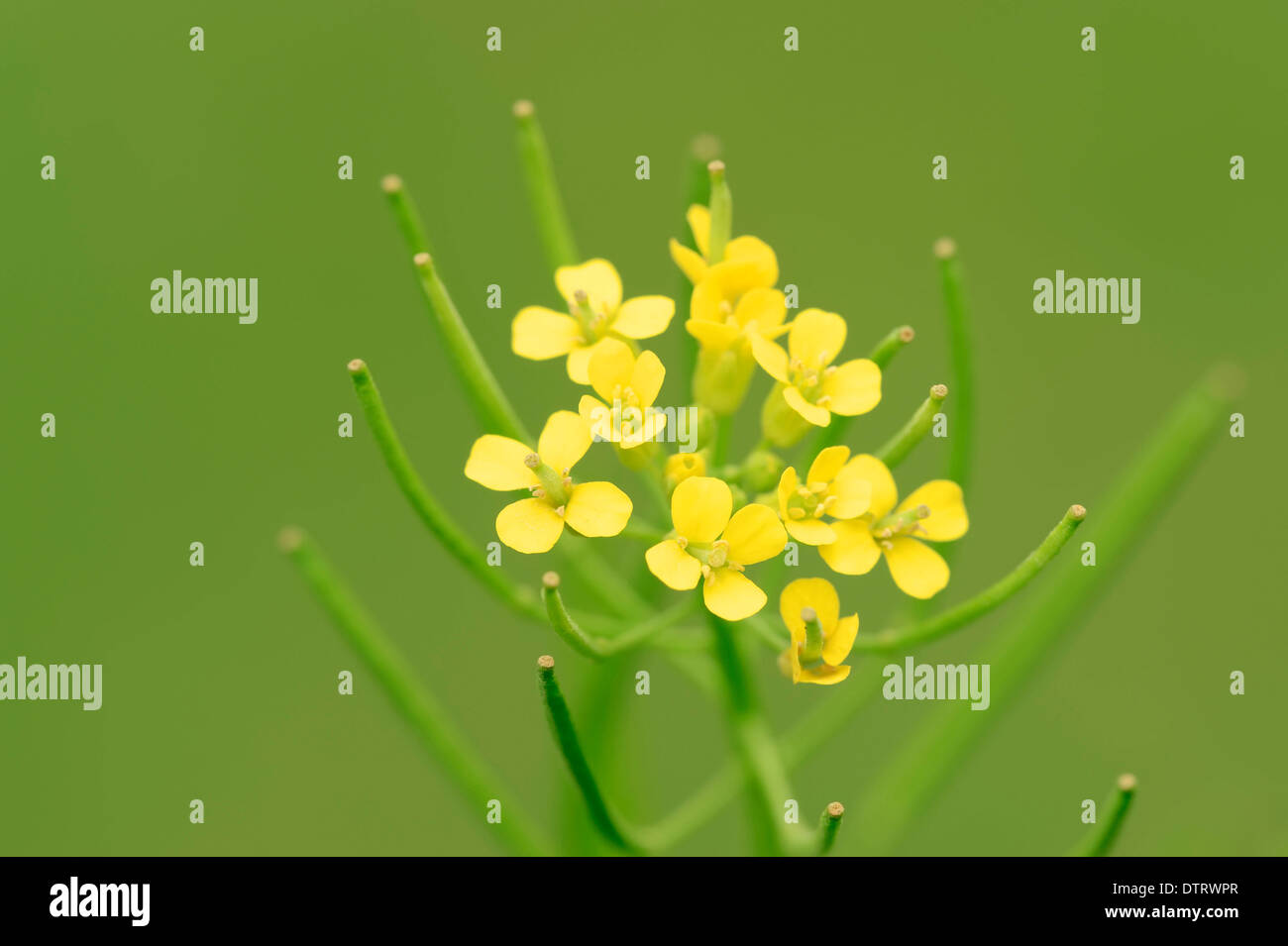 Common Wintercress North Rhine-Westphalia Germany / (Barbarea vulgaris ...