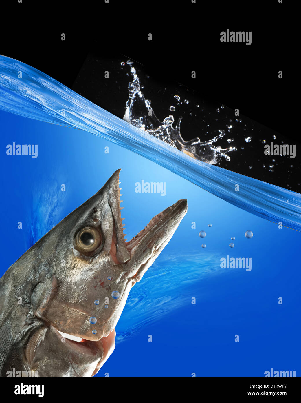 Monster fish hi-res stock photography and images - Alamy