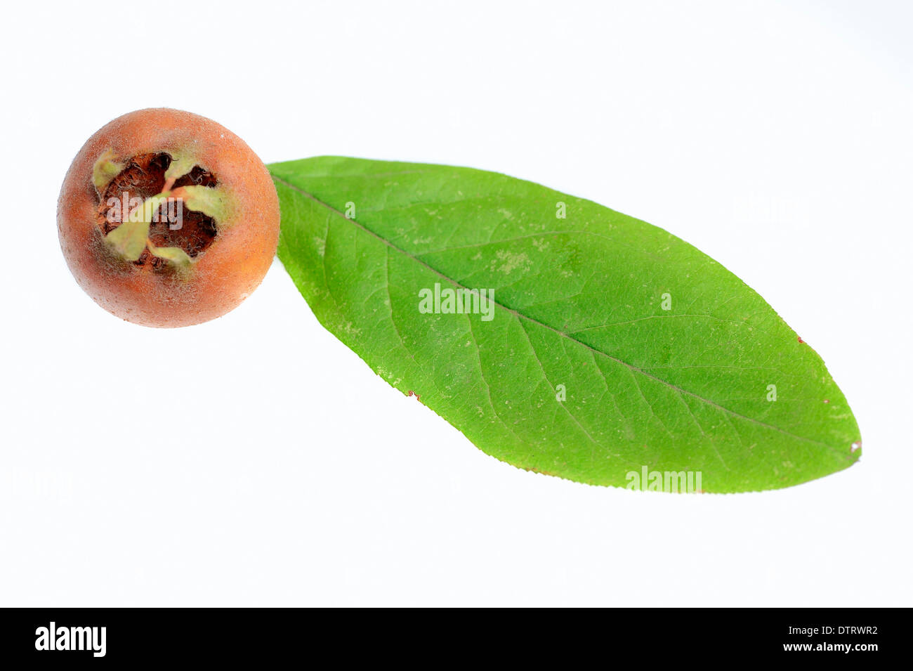 Medlar fruit and leaf hi-res stock photography and images - Alamy