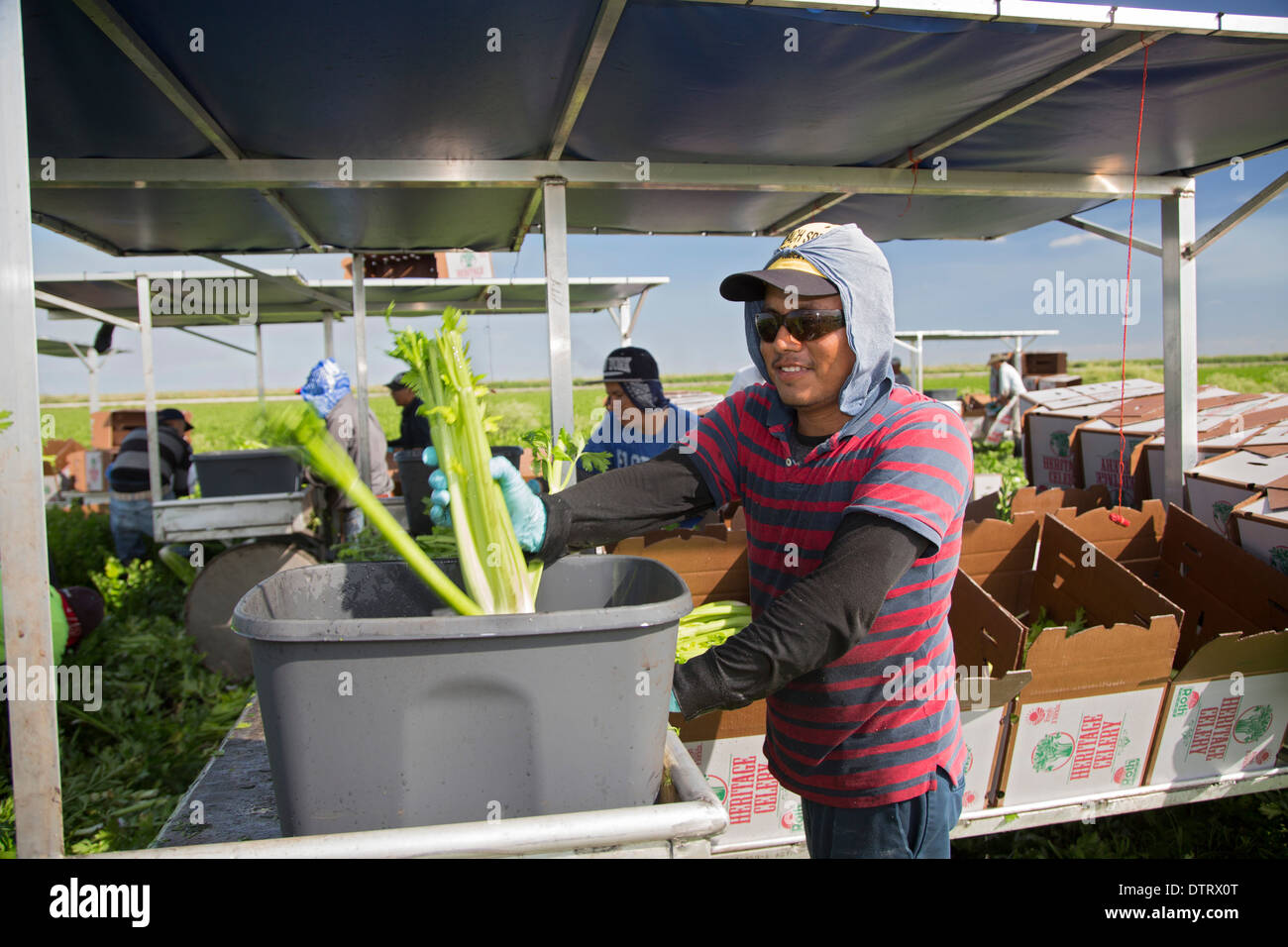 Belle Glade, Florida - Workers harvest celery at Roth Farms Stock Photo ...