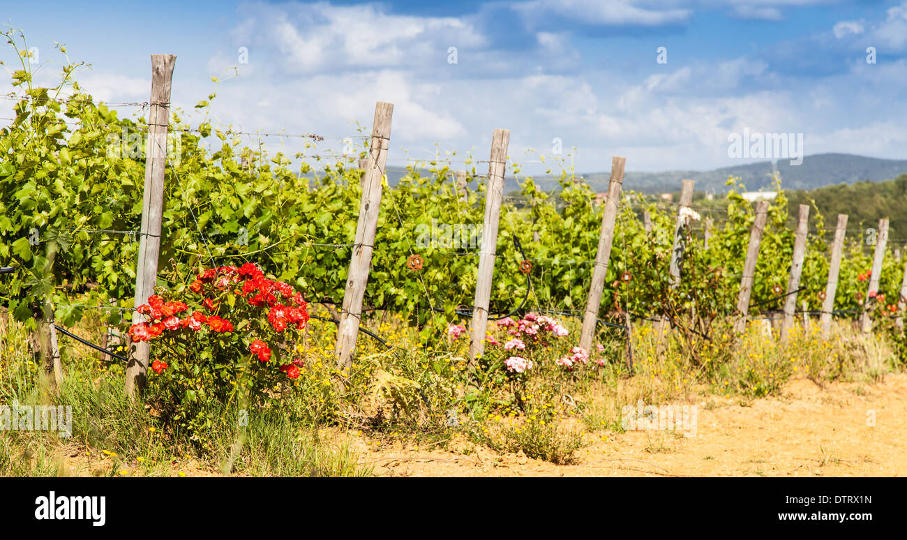 Insects repellent hi-res stock photography and images - Alamy