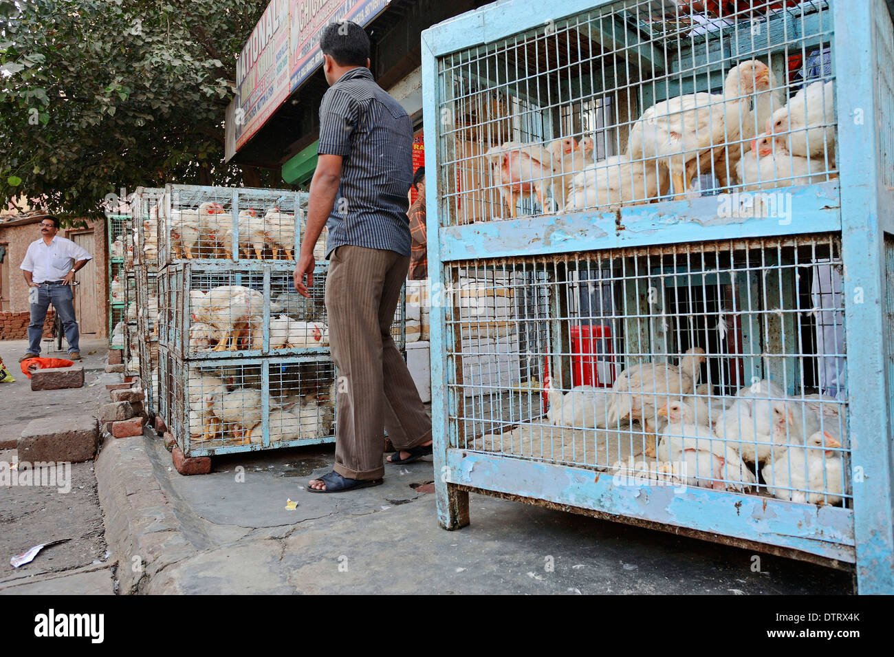 India cage birds hi-res stock photography and images - Alamy