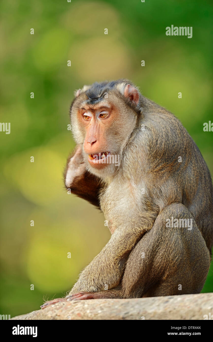 Southern Pig-tailed Macaque, male / (Macaca nemestrina) / Sunda Pig ...