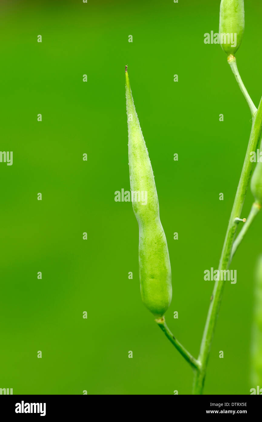 Wild Radish, pod, North Rhine-Westphalia, Germany / (Raphanus ...
