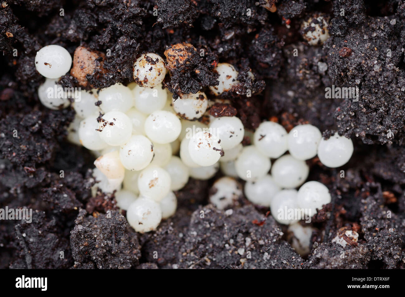 Slug eggs hi-res stock photography and images - Alamy