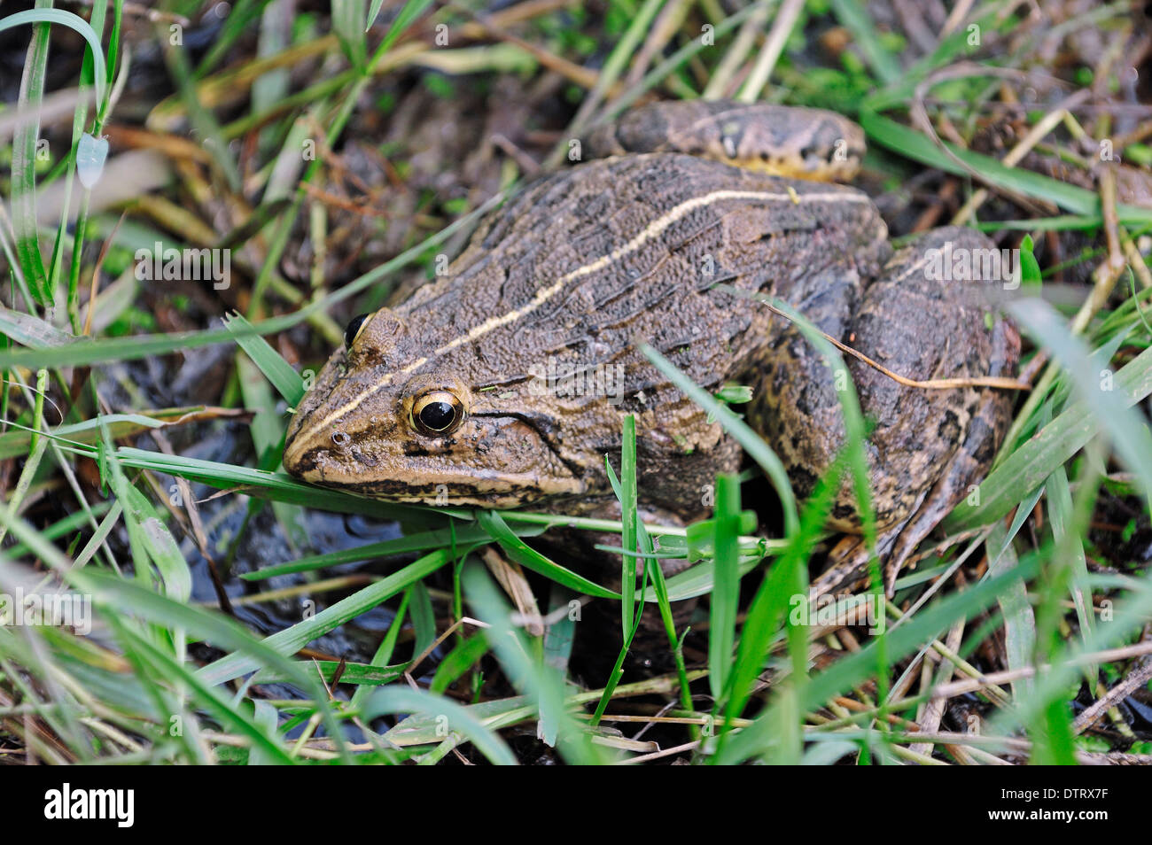 Indus Valley Bullfrog, Keoladeo Ghana national park, Rajasthan, India ...