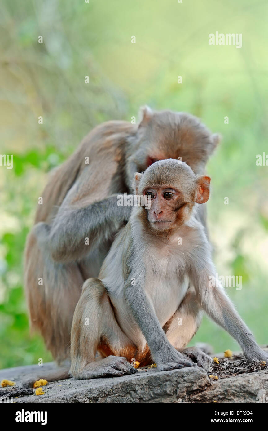 Rhesus Monkeys, female with young, Keoladeo Ghana national park ...