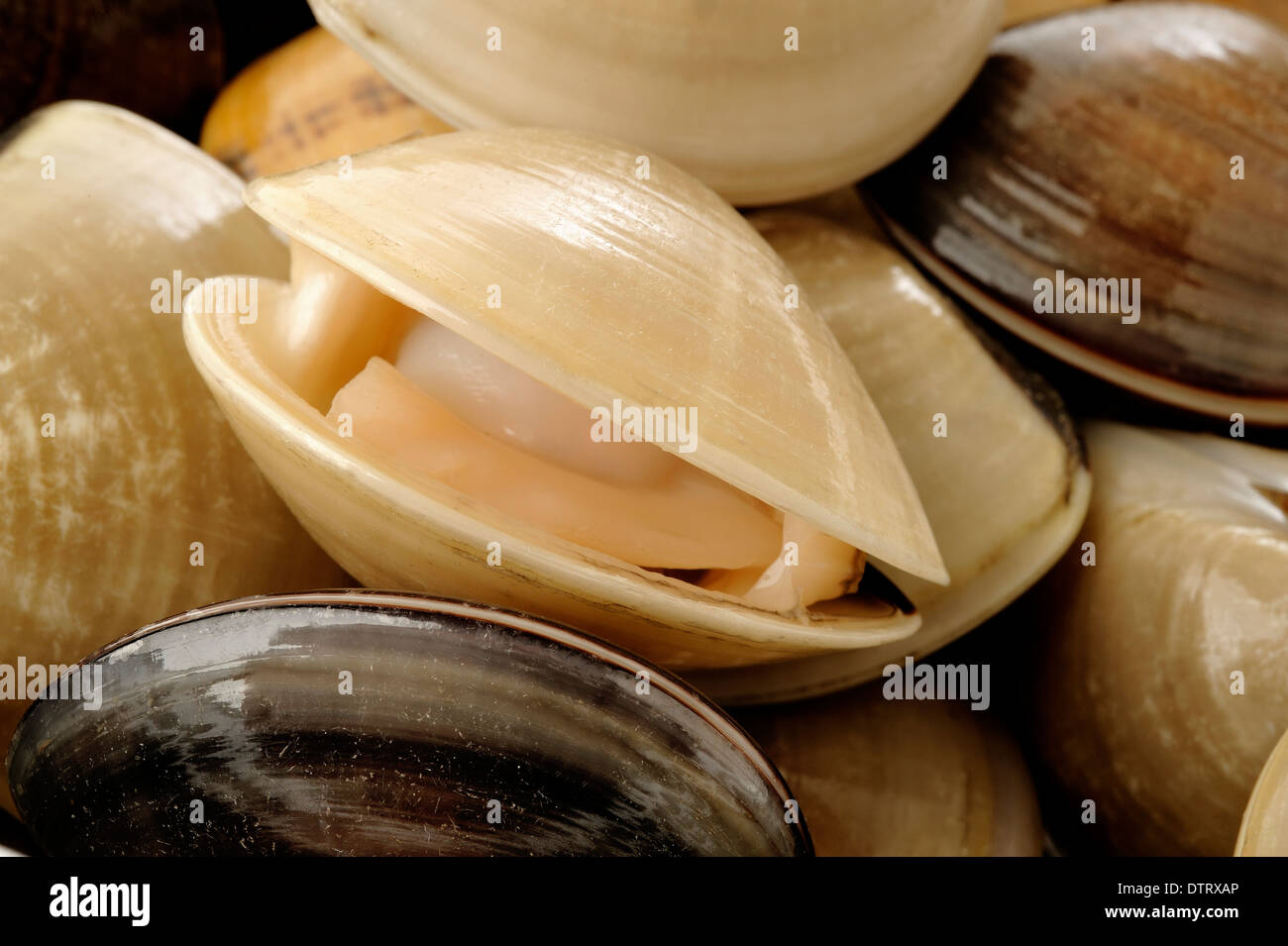 raw clams background Stock Photo - Alamy