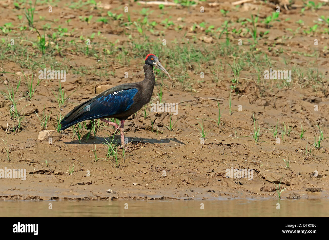 Black Ibis, Uttar Pradesh, India / (Pseudibis papillosa) / Red-naped ...