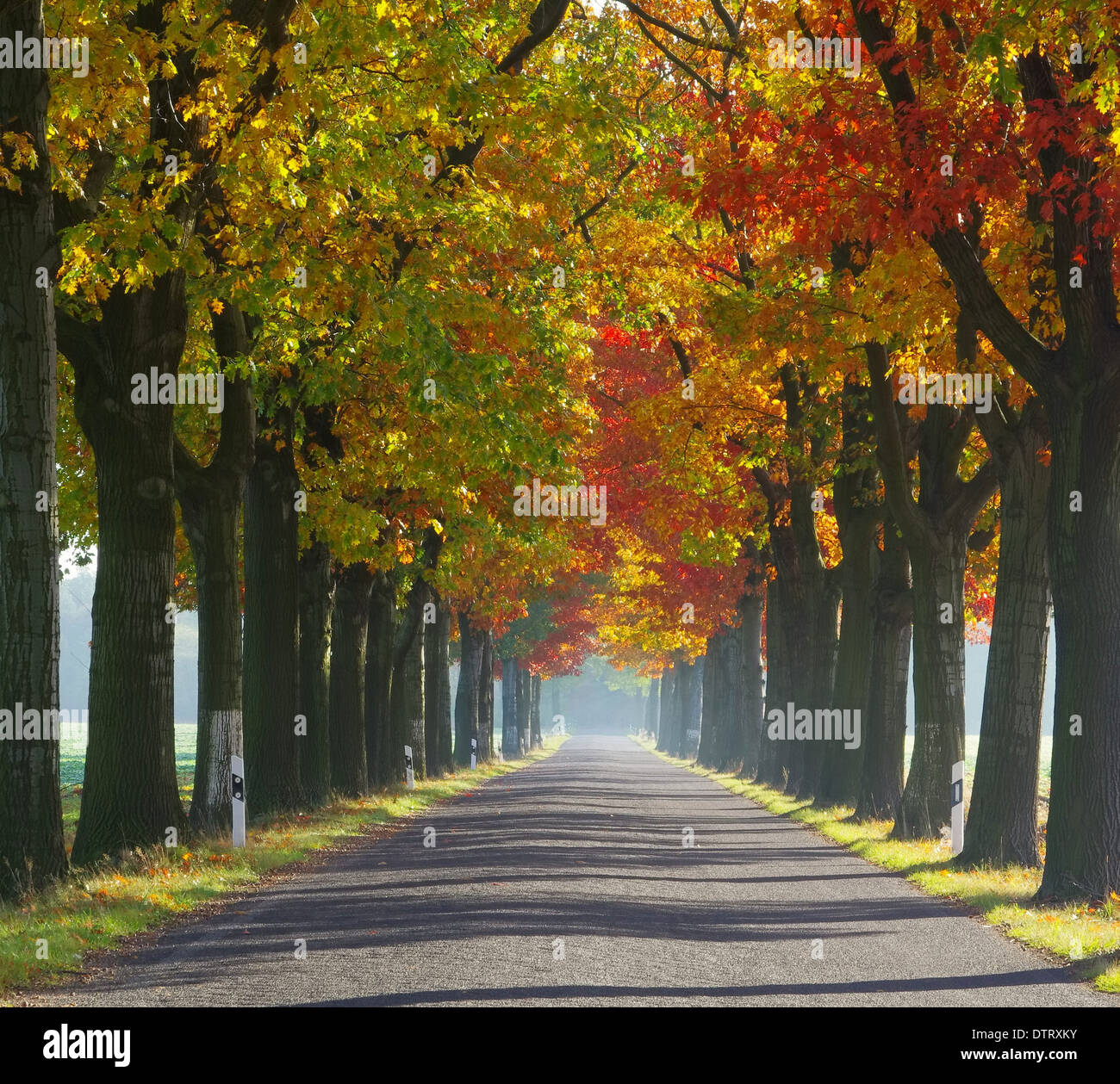 Oaks in fall hi-res stock photography and images - Alamy