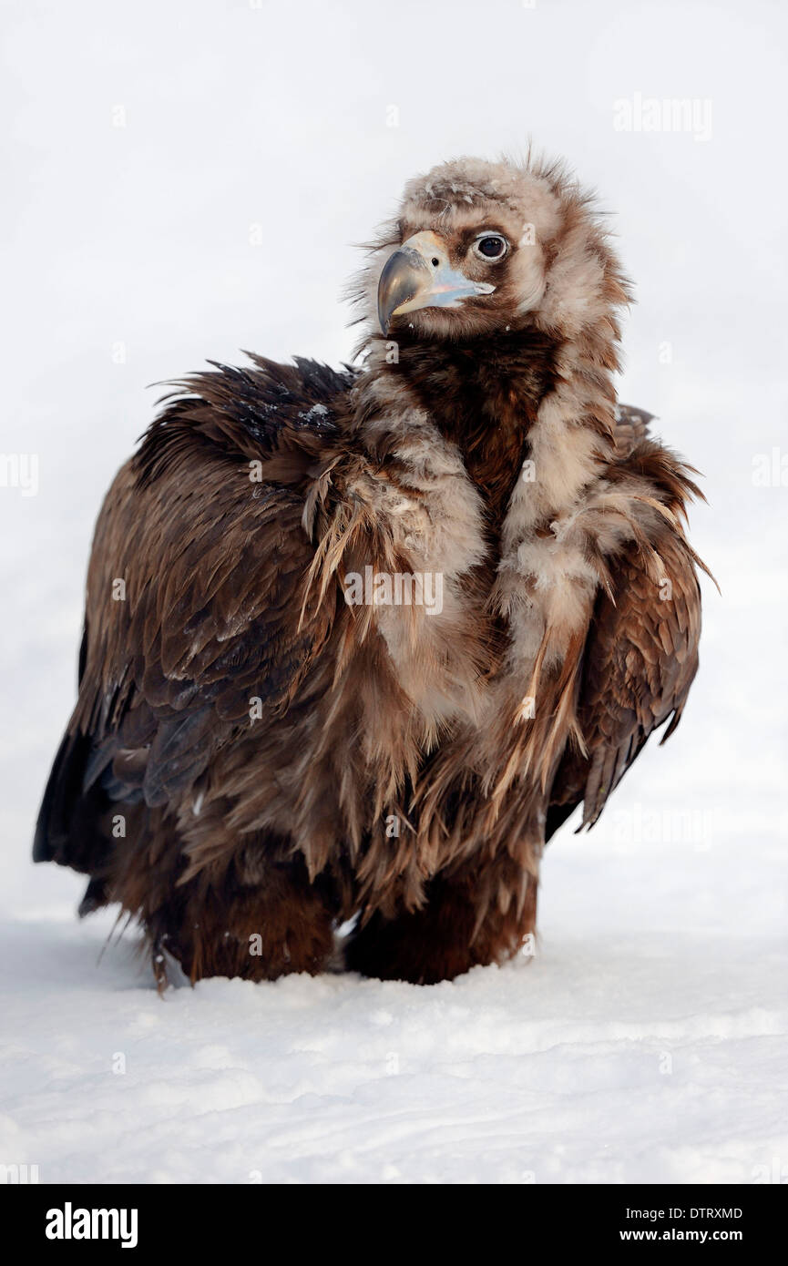 Female guarding youngs under tissue hi-res stock photography and images ...