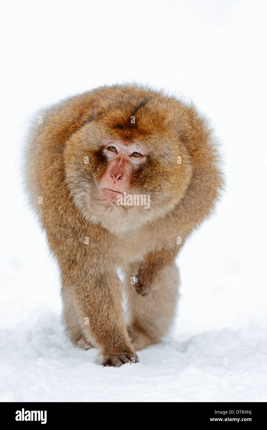 Symphyta hi-res stock photography and images - Alamy