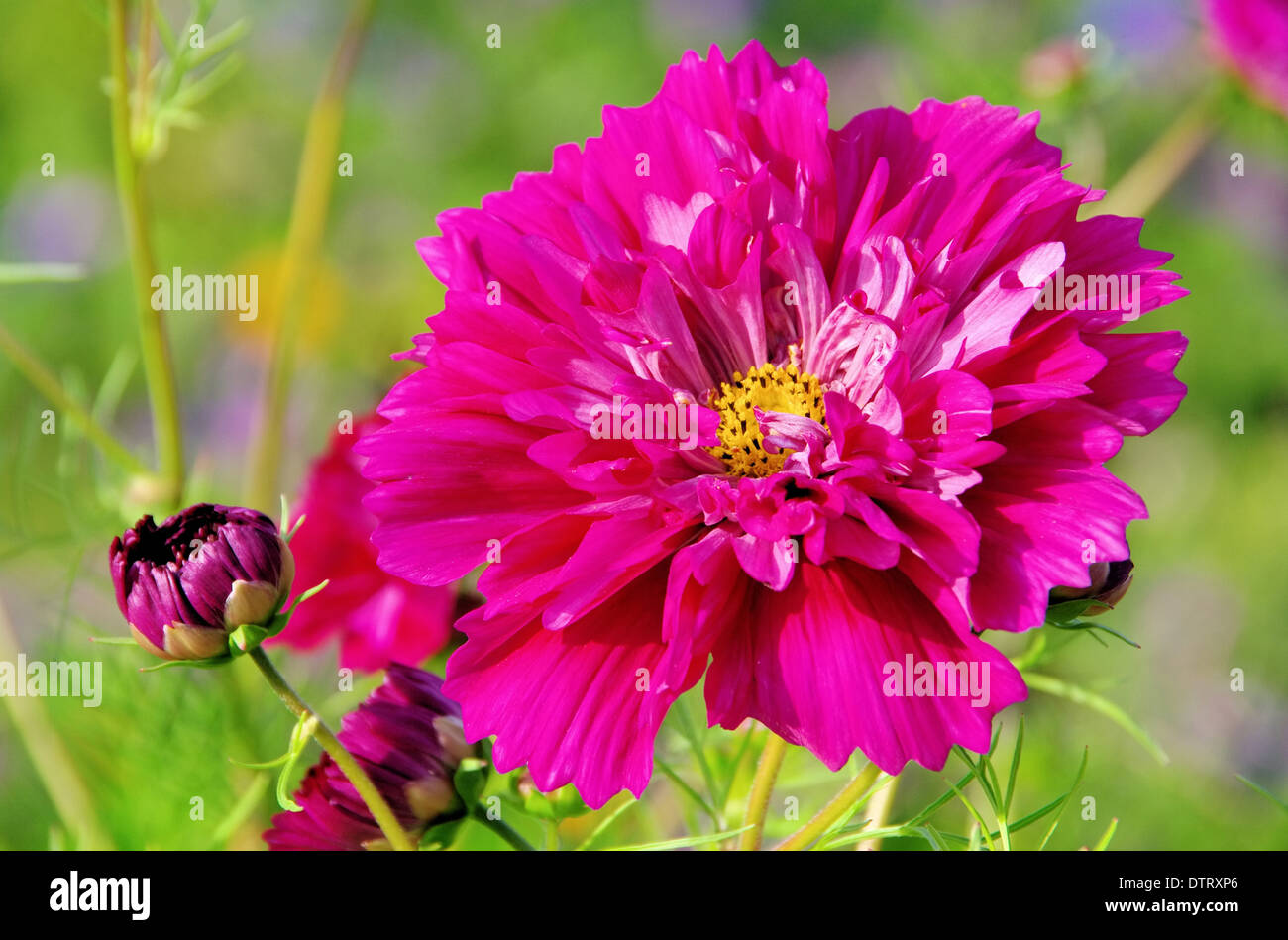 Schmuckkorbchen hi-res stock photography and images - Alamy
