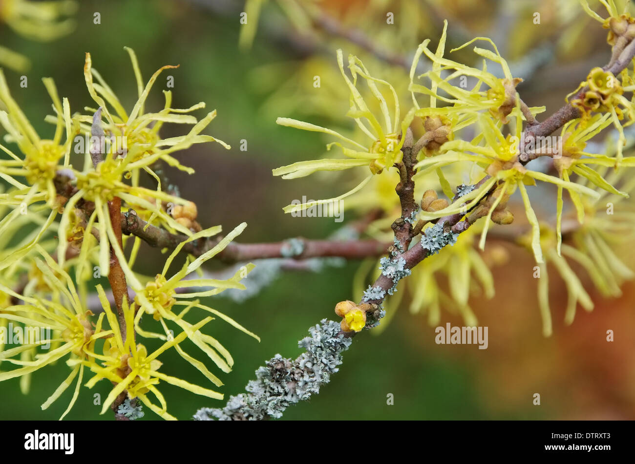 Witch hazel hamamelis virginiana twig hi-res stock photography and ...