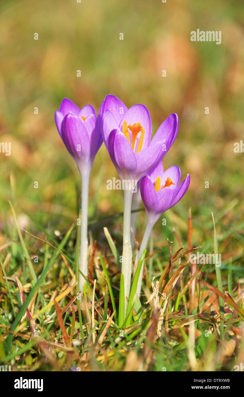 Plant 101 hi-res stock photography and images - Alamy