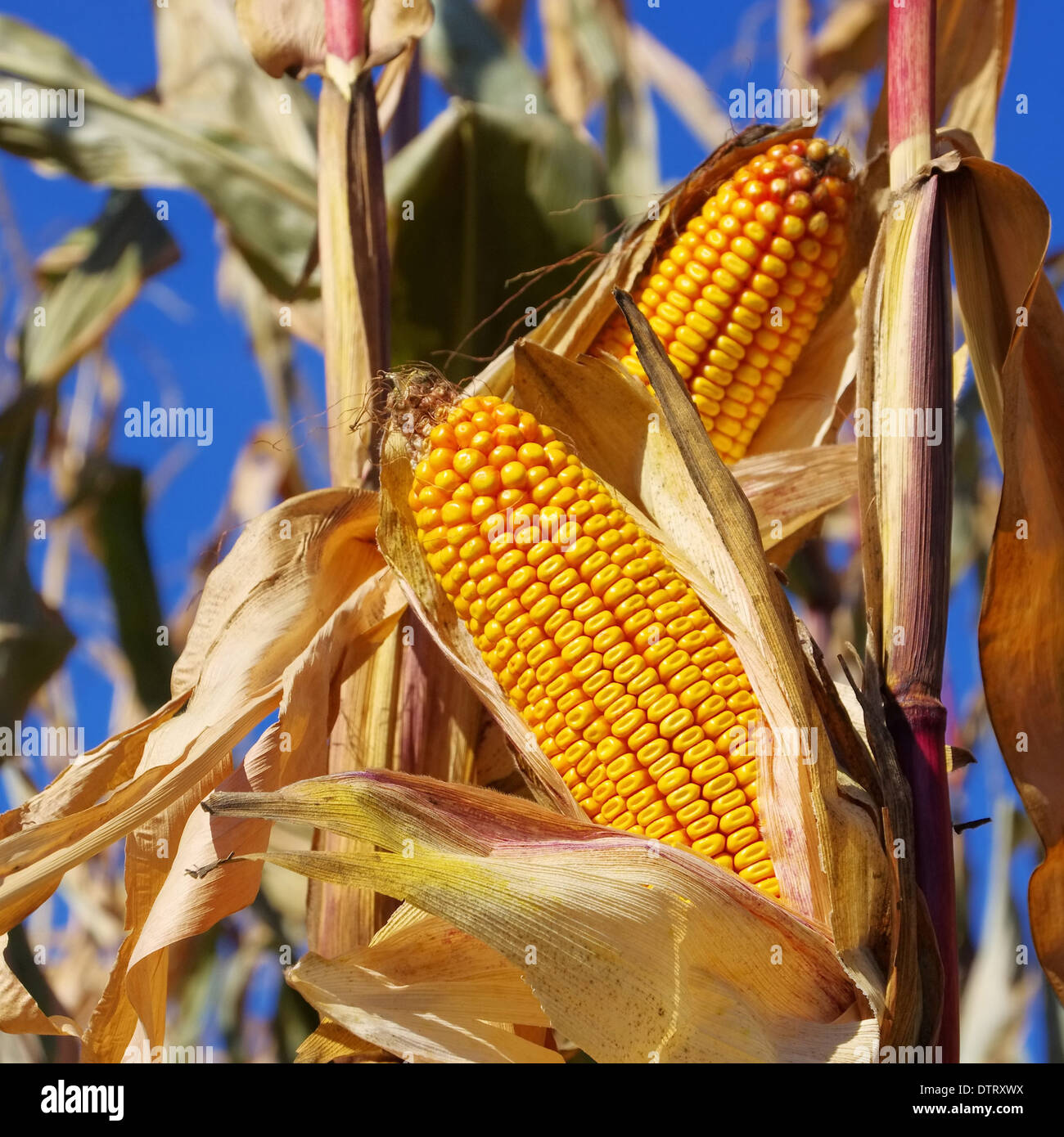 Maiskolben hi-res stock photography and images - Alamy