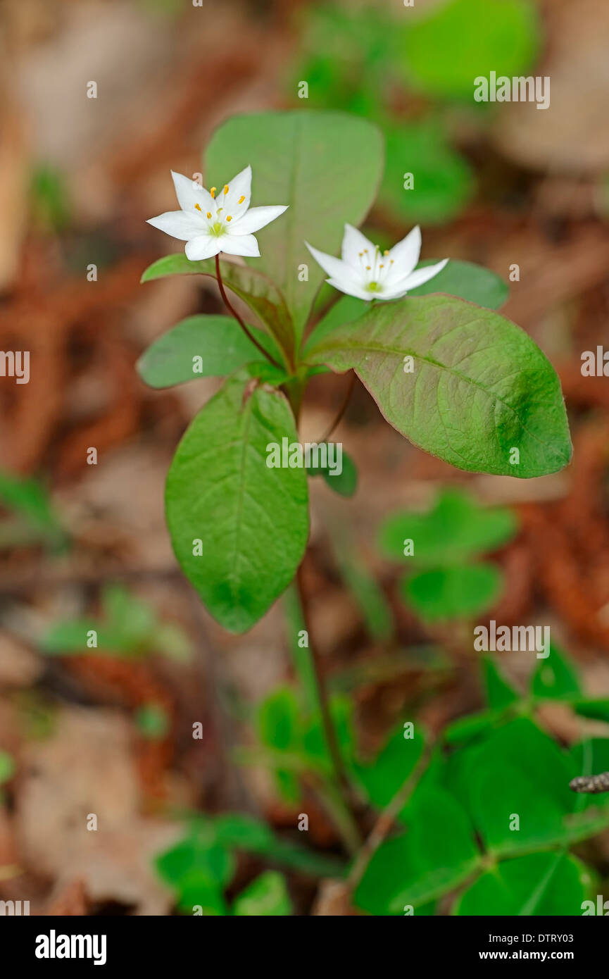 Hornbeam Bolete, North Rhine-Westphalia, Germany / (Leccinum griseum ...