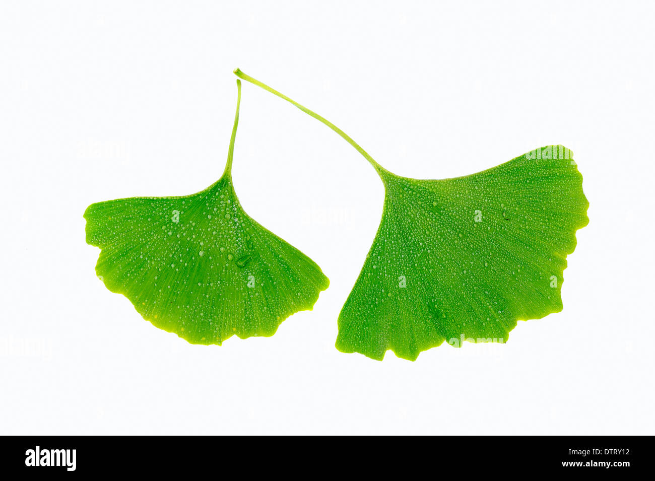 Image of lily of the valley Cut Out Stock Images & Pictures - Alamy