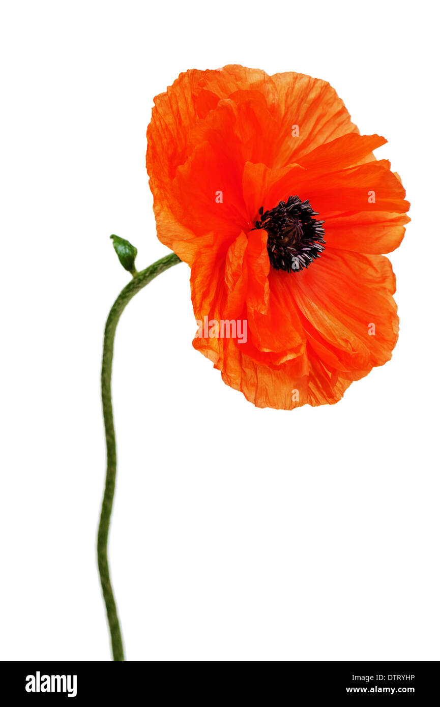 Single poppy isolated on white background. Closeup Stock Photo - Alamy