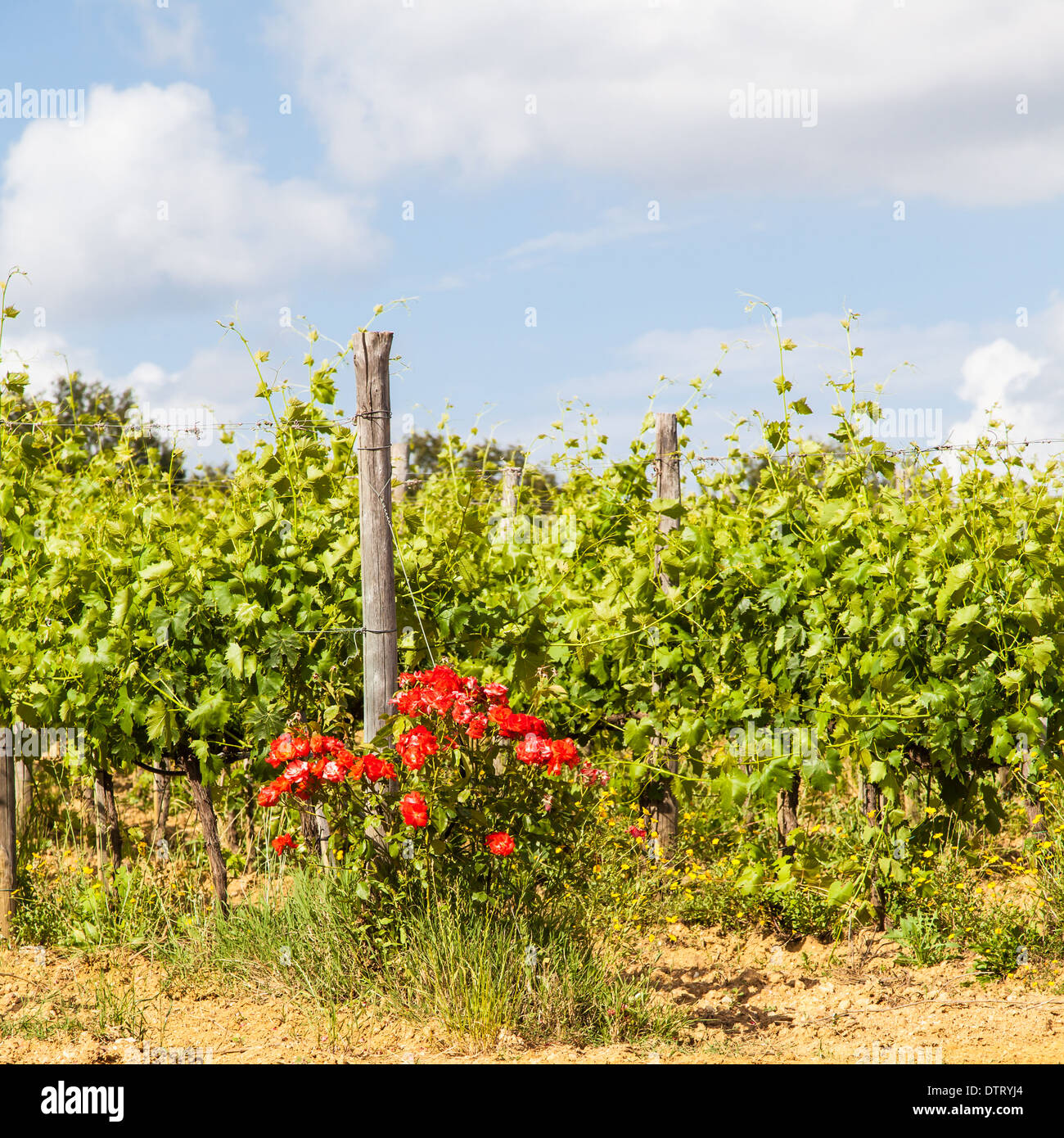 Insects repellent hi-res stock photography and images - Alamy