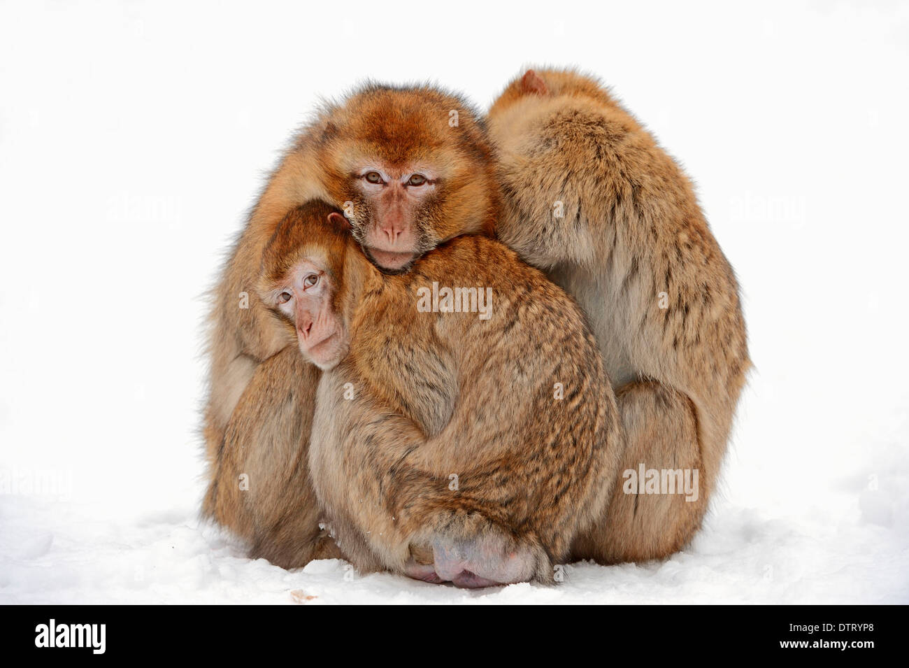 Large Fleck-winged Snipefly, North Rhine-Westphalia, Germany / (Rhagio ...