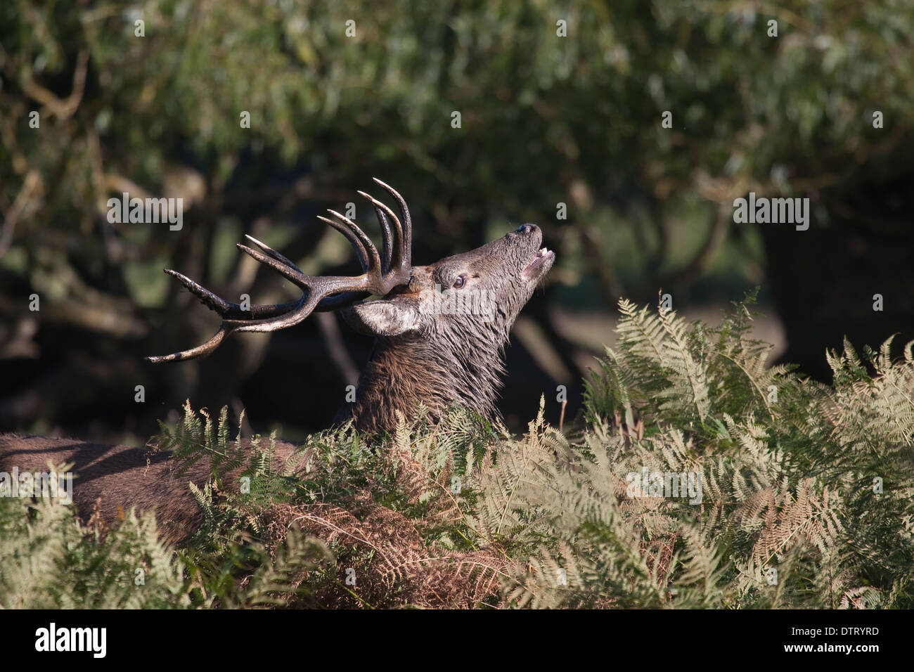 Red Deer stag bellowing in a dominant stance Stock Photo - Alamy