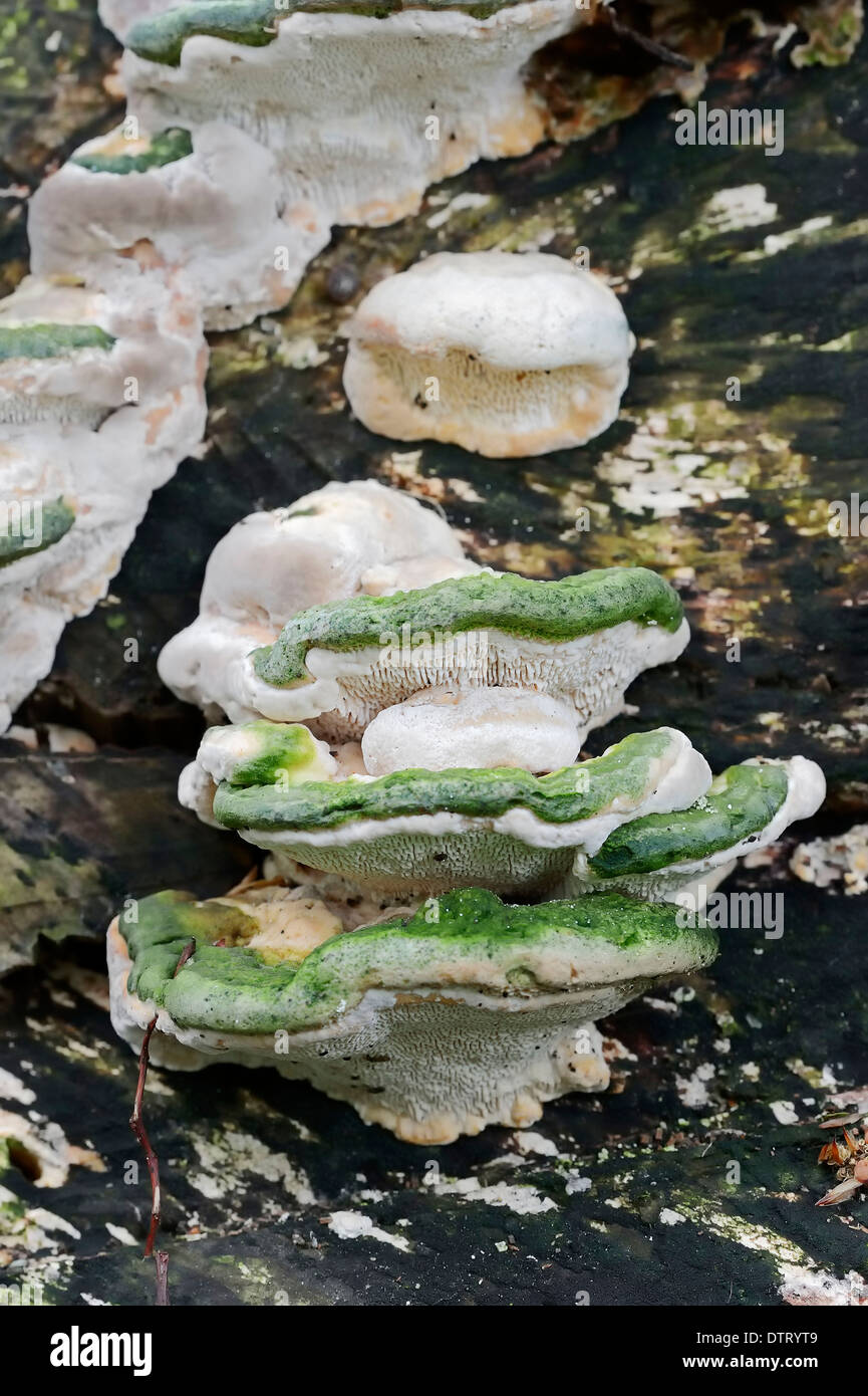 Common ash hi-res stock photography and images - Alamy