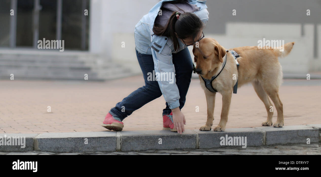 Guide dogs for blind people hi-res stock photography and images - Alamy