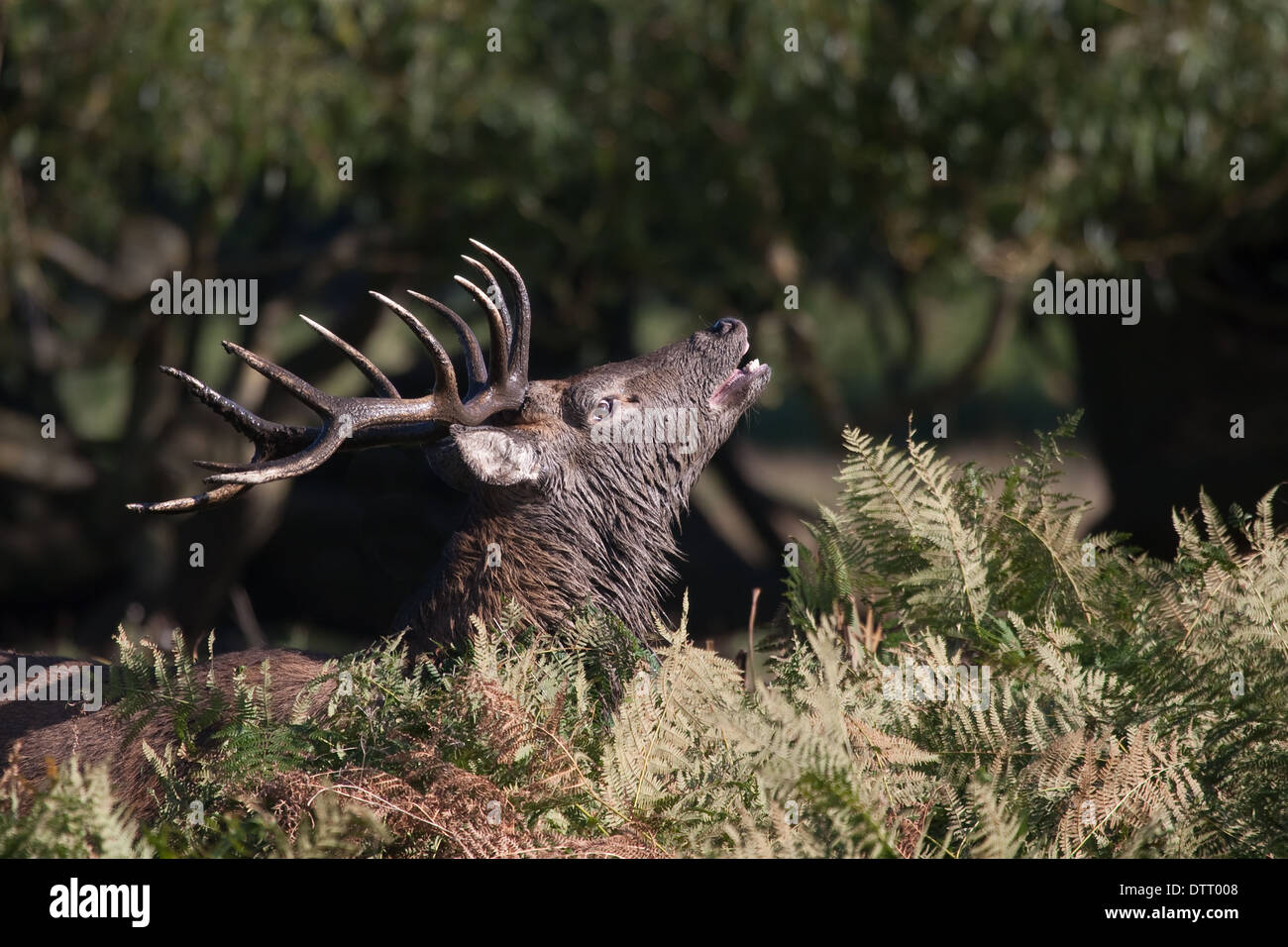 Red Deer stag bellowing in a dominant stance Stock Photo - Alamy